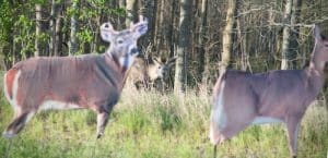 Best Deer Decoys And Setups For Success In 2025 - Deer Hunting Guide