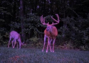 10 Tips To Get Deer To Come Out During The Day