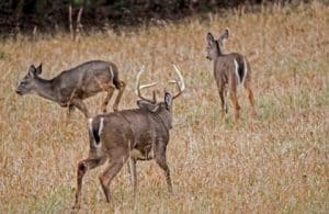 Do Deer Move In The Wind? The Answer May Surprise You! - Deer Hunting Guide
