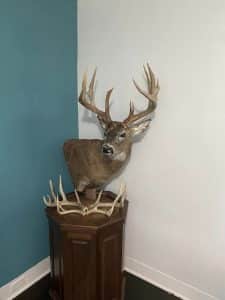Different Types Of Deer Mounts Poses: Ideas For Your Next Trophy
