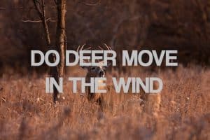 Deer Hunting Guide - Your Source for Deer Hunting Information!