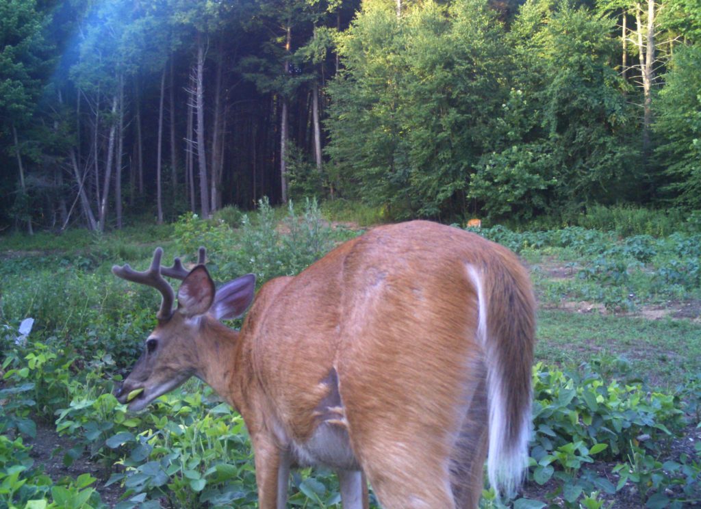 Food Plot Progress - Deer Hunting Guide