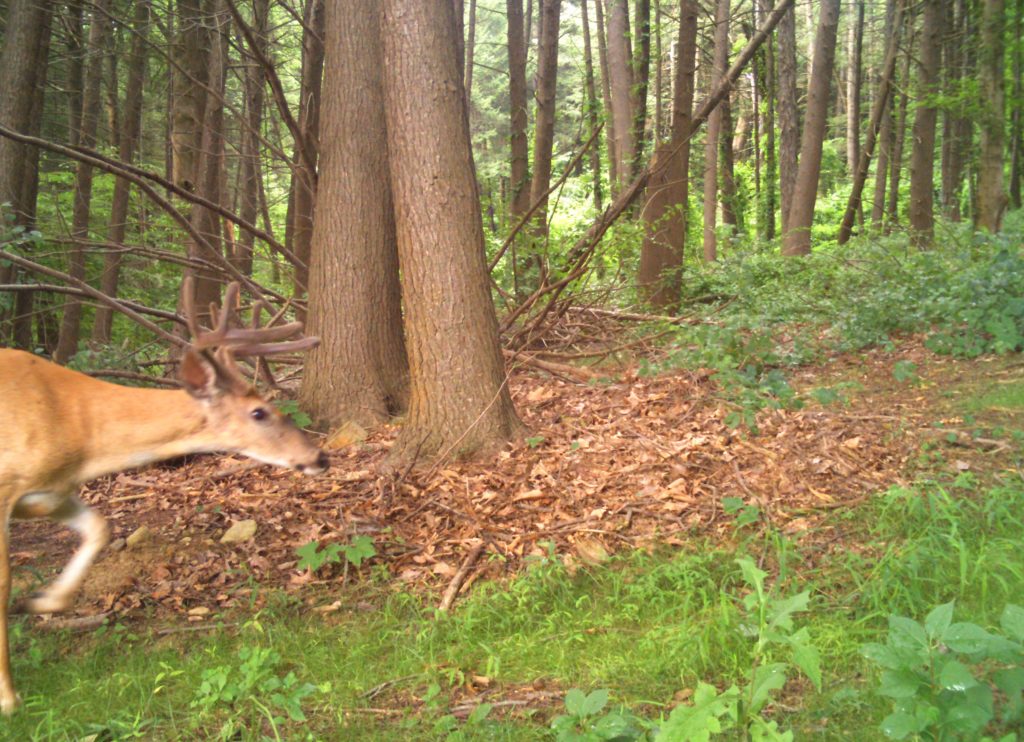 Food Plot Progress - Deer Hunting Guide