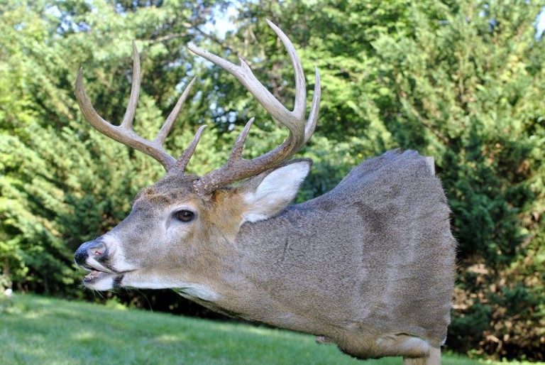 Different Types Of Deer Mounts Poses: Ideas For Your Next Trophy