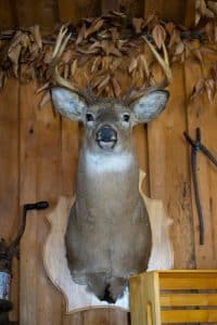 Different Types Of Deer Mounts Poses: Ideas For Your Next Trophy