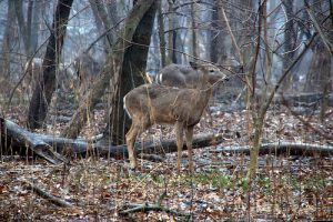 100 Of The Best Deer Hunting Stories Shared By Our Readers