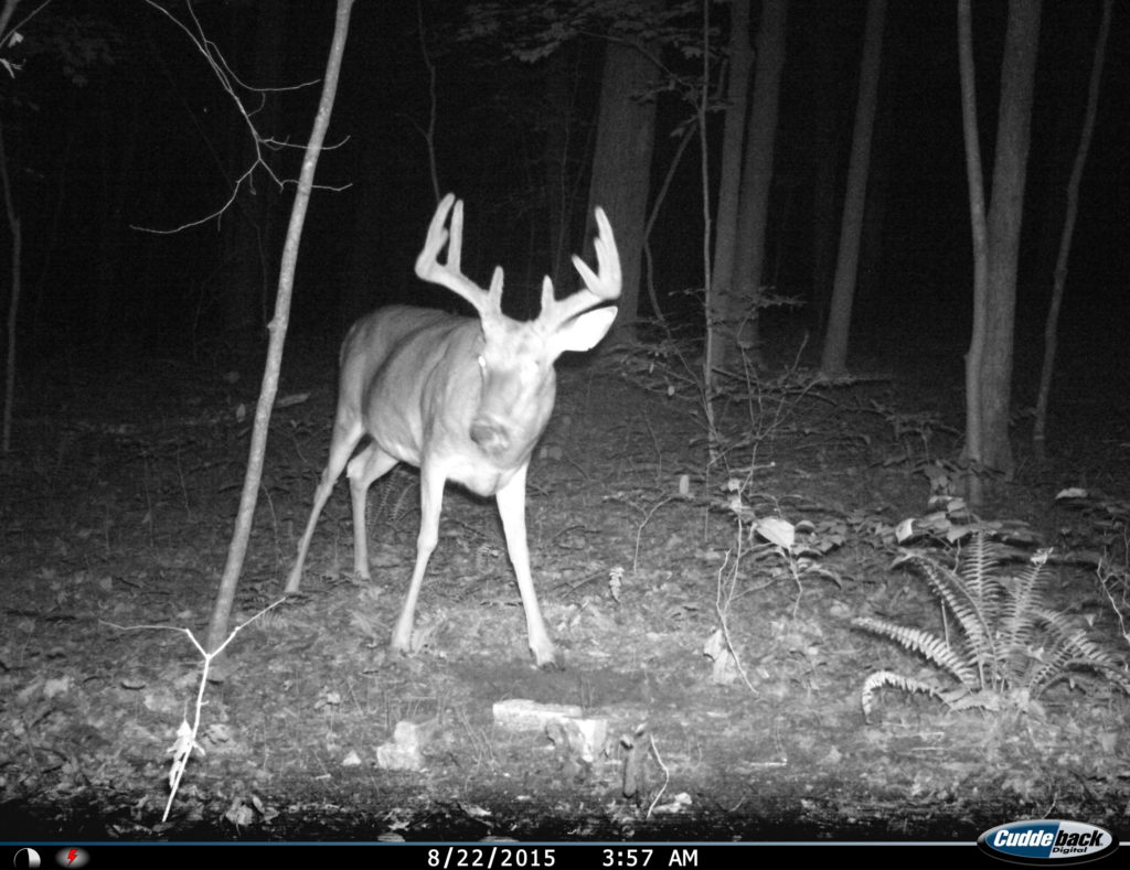Trail Cam Pics! Check out our huge bucks! - Deer Hunting Guide