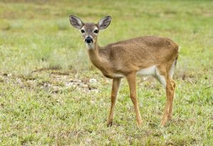 Different Types Of Deer: Species Facts and Information - Deer Hunting Guide