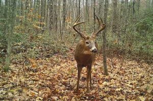 The Ultimate Deer Hunting Gear Checklist