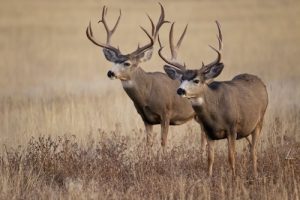 Different Types Of Deer: Species Facts and Information - Deer Hunting Guide
