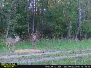 Ohio Deer Hunting: Top Spots For Trophy Bucks - Deer Hunting Guide