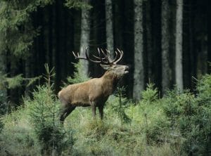 Different Types Of Deer: Species Facts and Information - Deer Hunting Guide