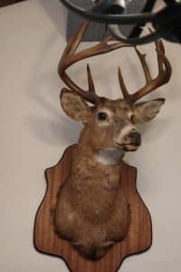 Different Types Of Deer Mounts Poses: Ideas For Your Next Trophy