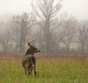 100 Of The Best Deer Hunting Stories Shared By Our Readers