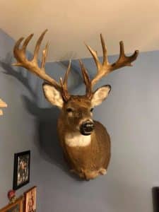 Different Types Of Deer Mounts Poses: Ideas For Your Next Trophy