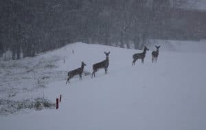 Do Deer Move In The Wind? The Answer May Surprise You! - Deer Hunting Guide