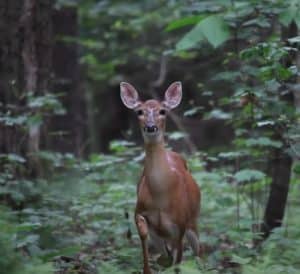 Deer Stomping: What Does It Mean When They Stomp Their Feet?