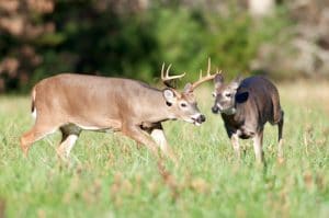 Deer Sounds: The Guide To Understanding Whitetail Communication