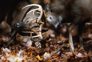 100 Of The Best Deer Hunting Stories Shared By Our Readers